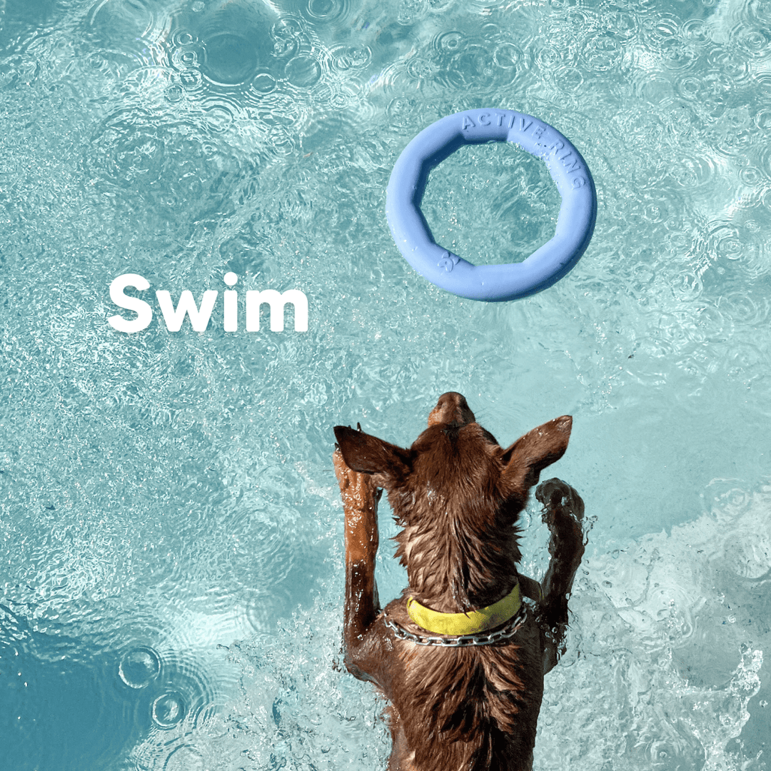 Active Ring (2 Pack) Dog Fitness Toy – APAWLO Pets