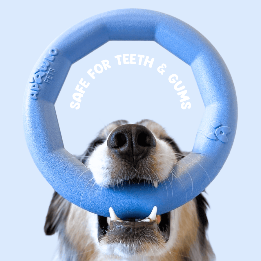 Active Ring (2 Pack) Dog Fitness Toy – APAWLO Pets